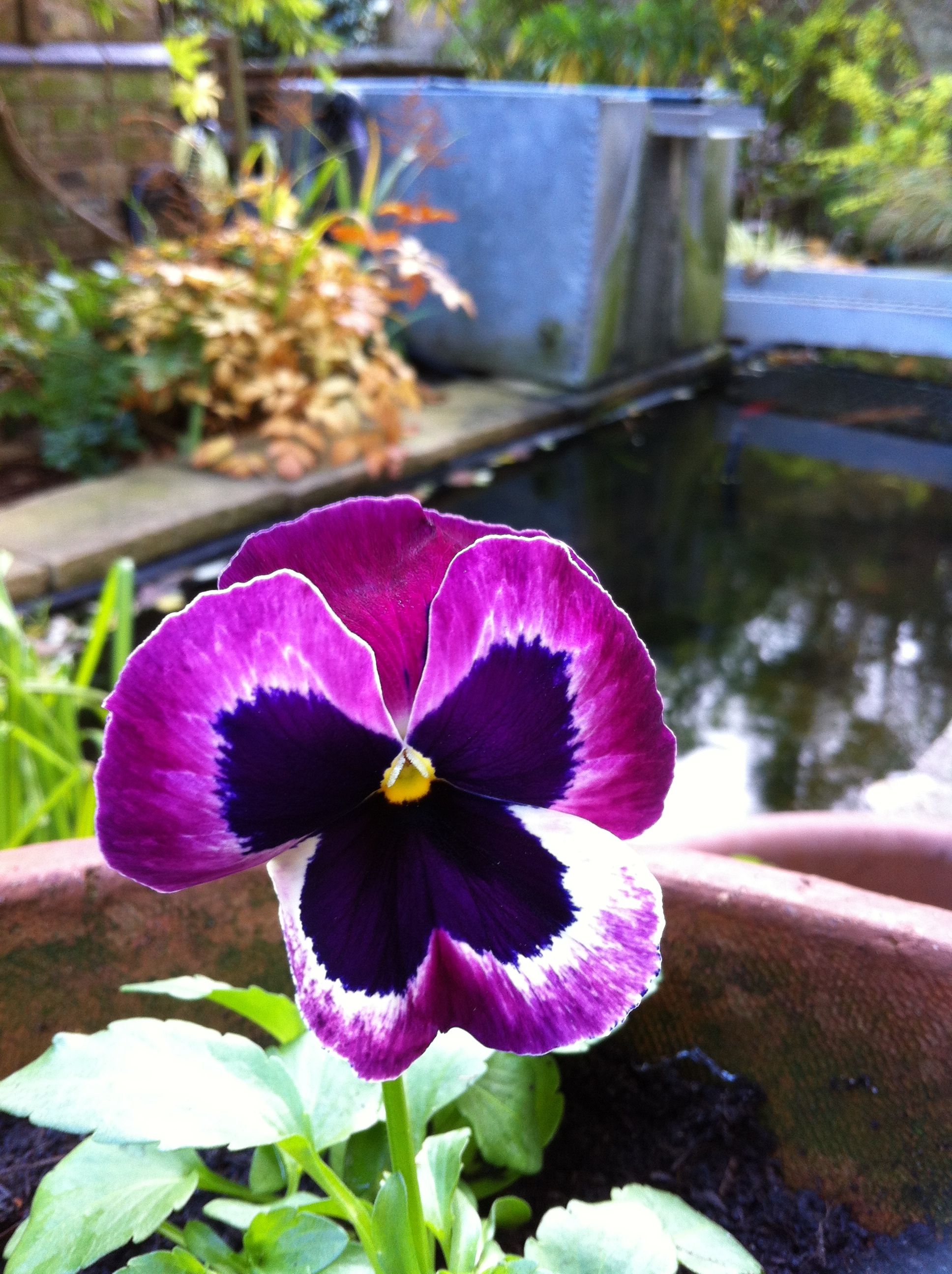 Daily Flower Candy: Pansy ‘Matrix Cassis’ – The Frustrated Gardener