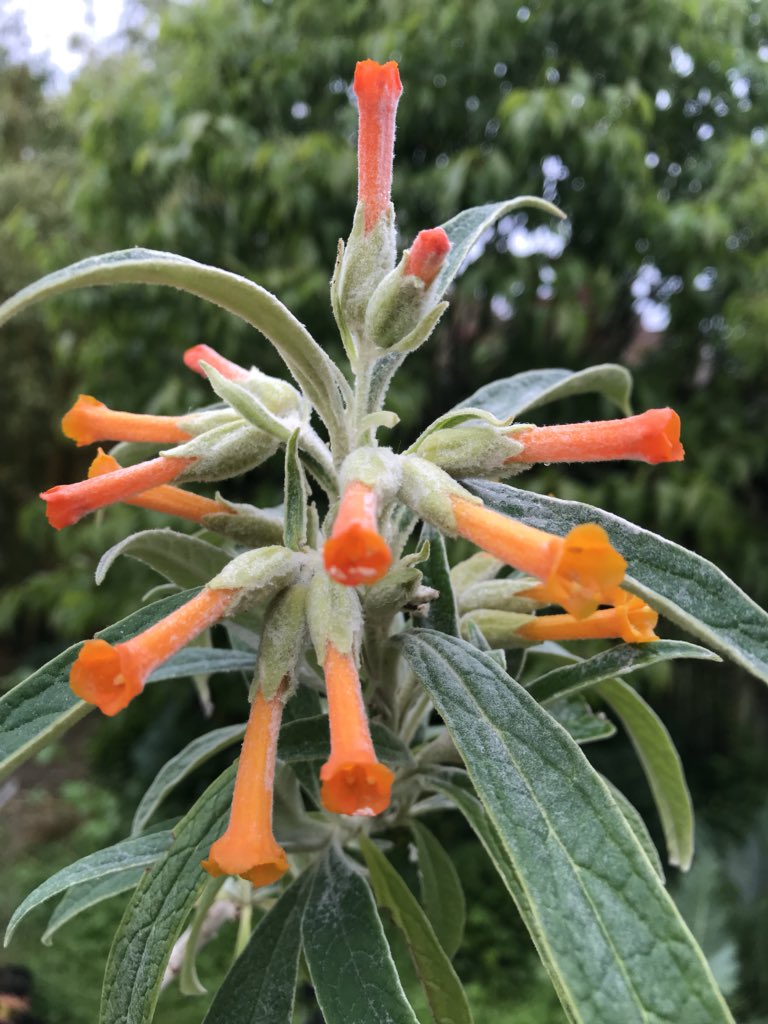 Buddleja speciosissima, Nick Macer, Pan Global Plants – The Frustrated ...
